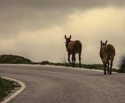Chasing Donkeys: How Ministry Can Feel – Josh Laxton